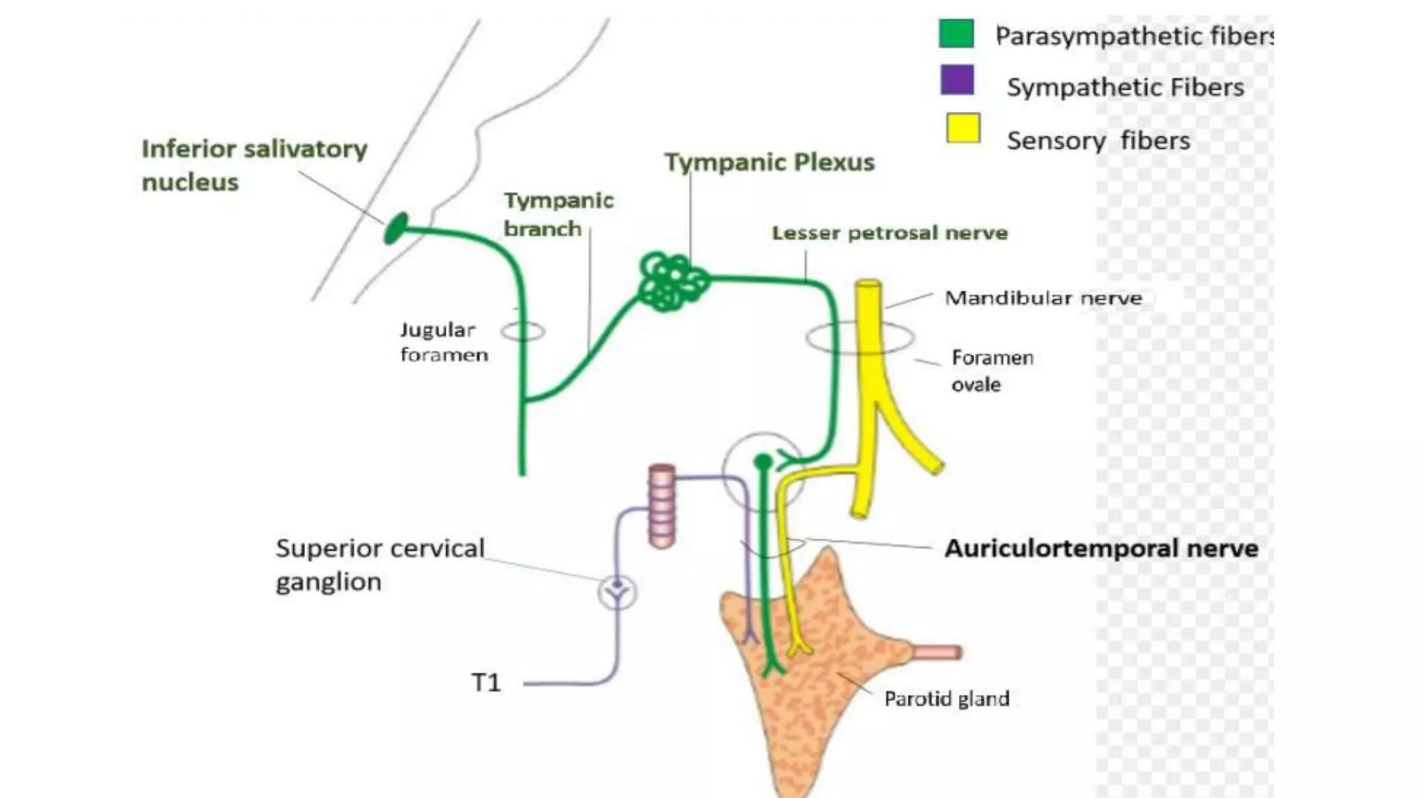 Autonomic nervous system - Sympathetic and Parasympathetic NS | PPTX ...