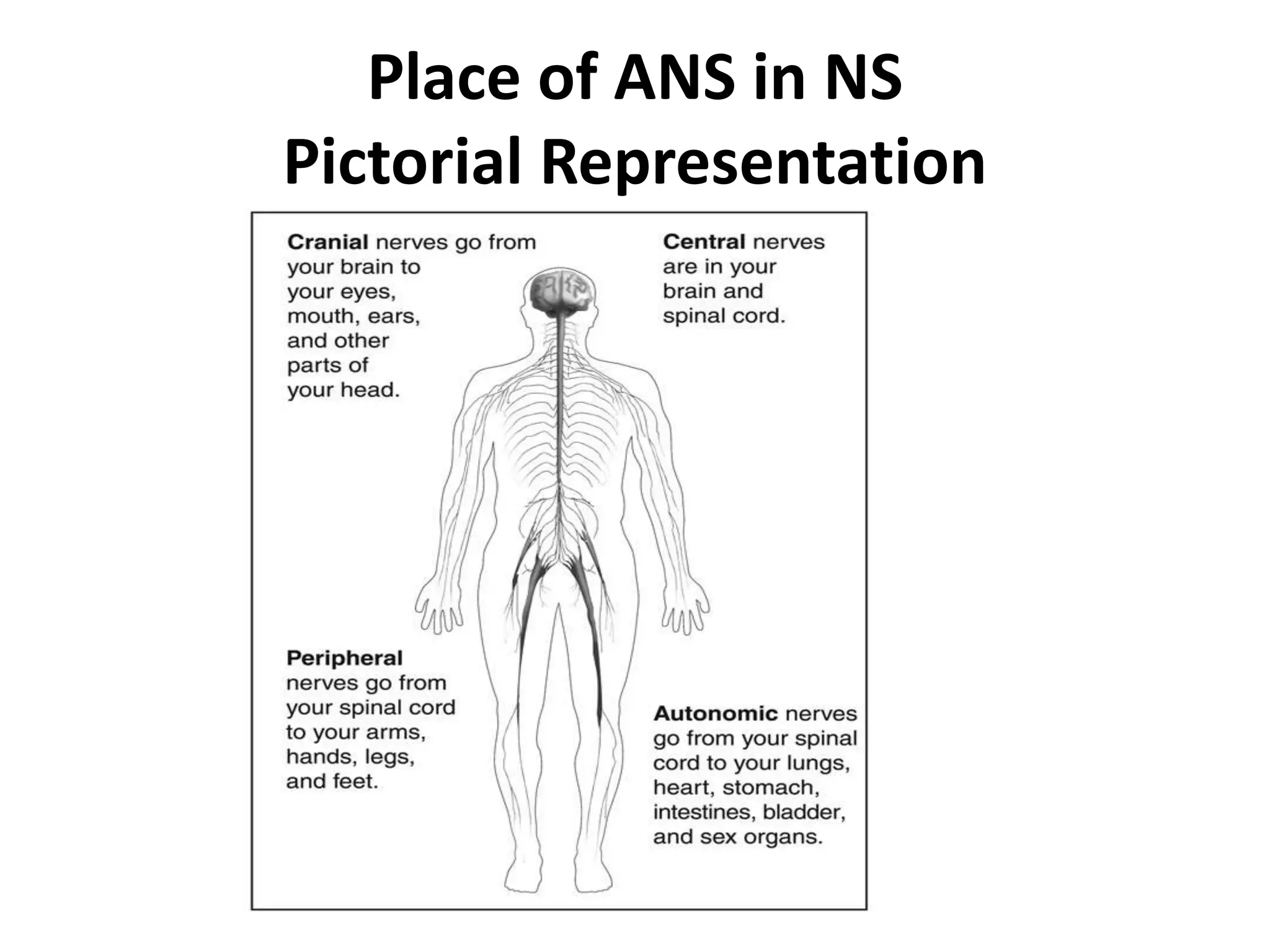 Autonomic nervous system | PPTX