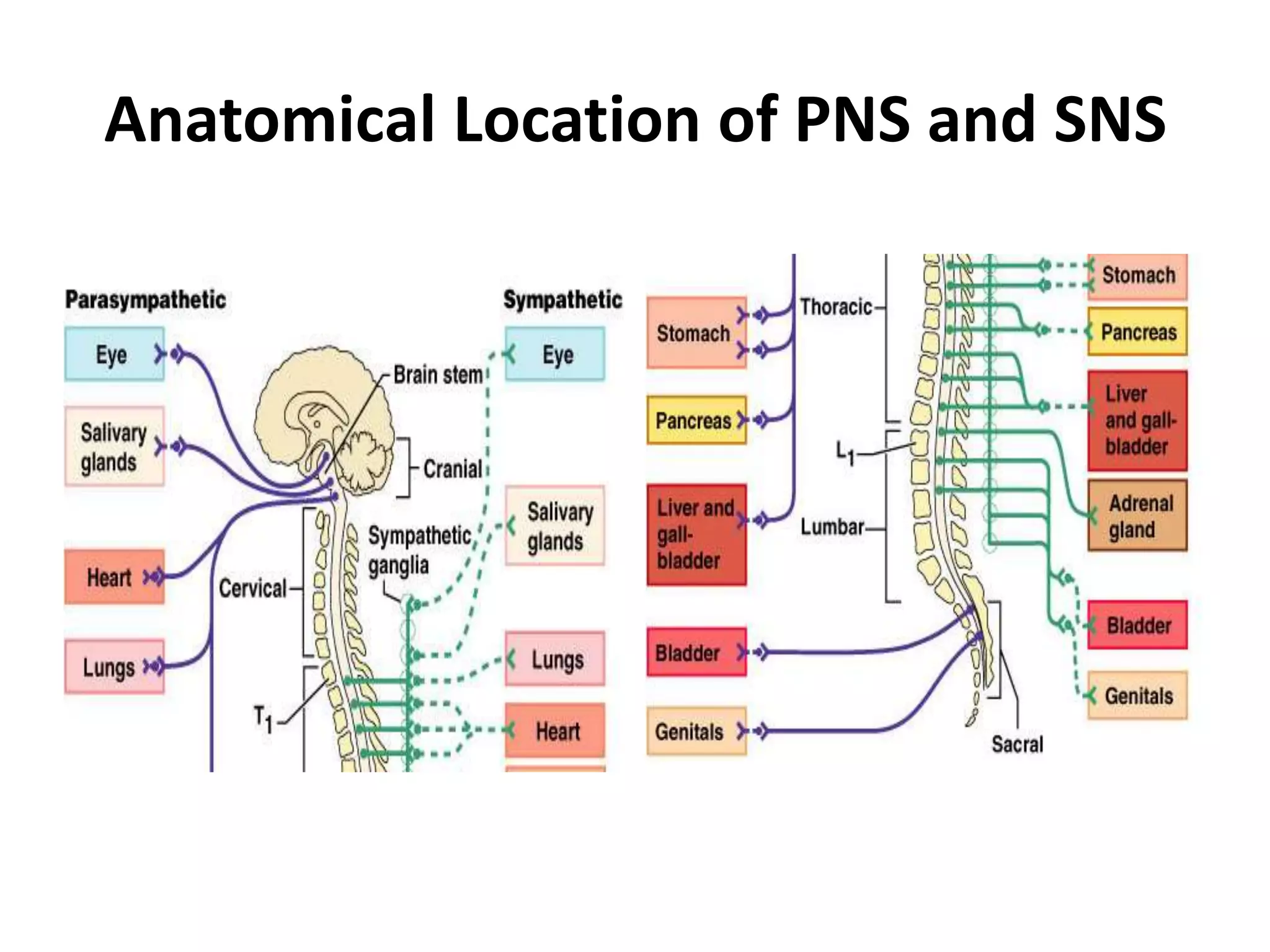 Autonomic nervous system | PPTX