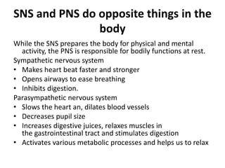 Autonomic nervous system | PPTX