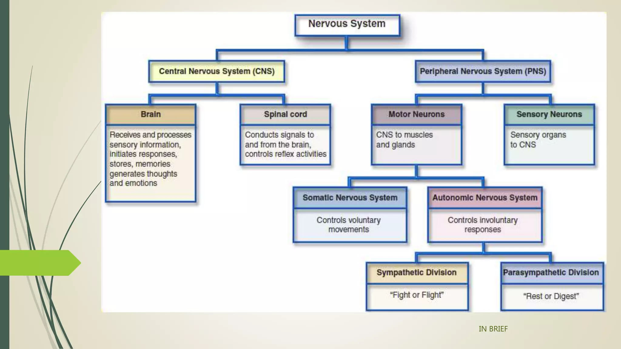 Autonomic Nervous System Ppt