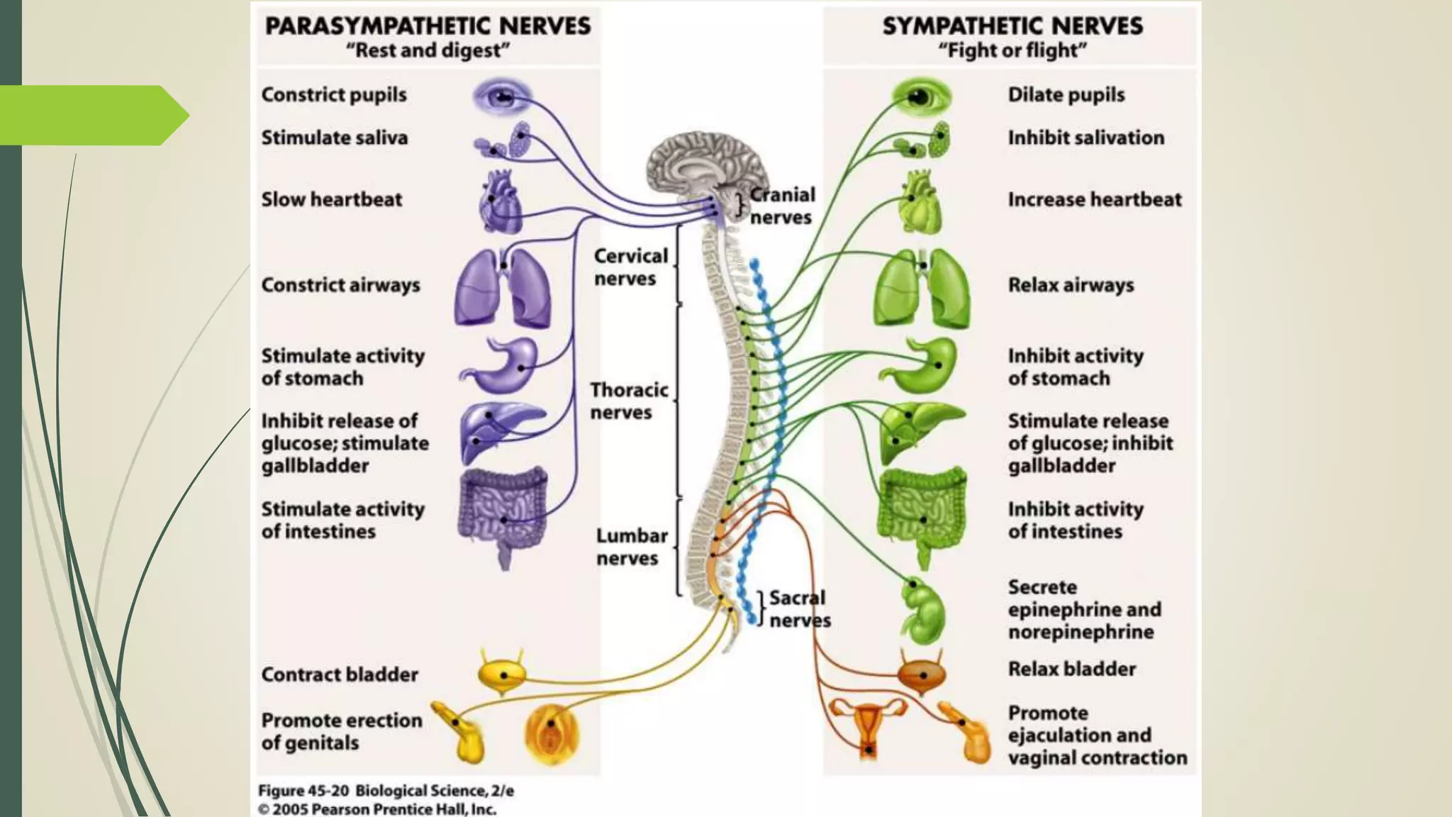 Autonomic nervous system | PPTX