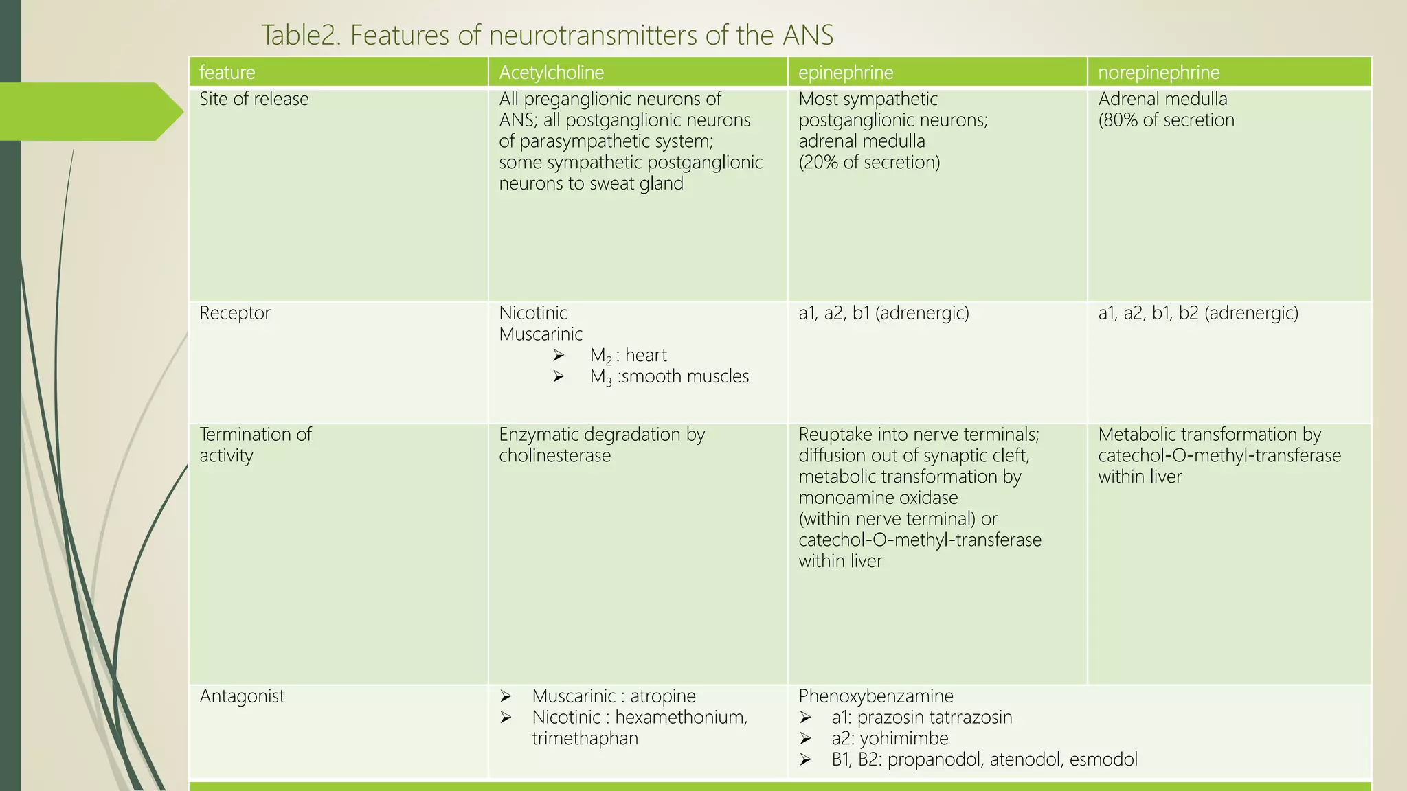 Autonomic nervous system | PPTX