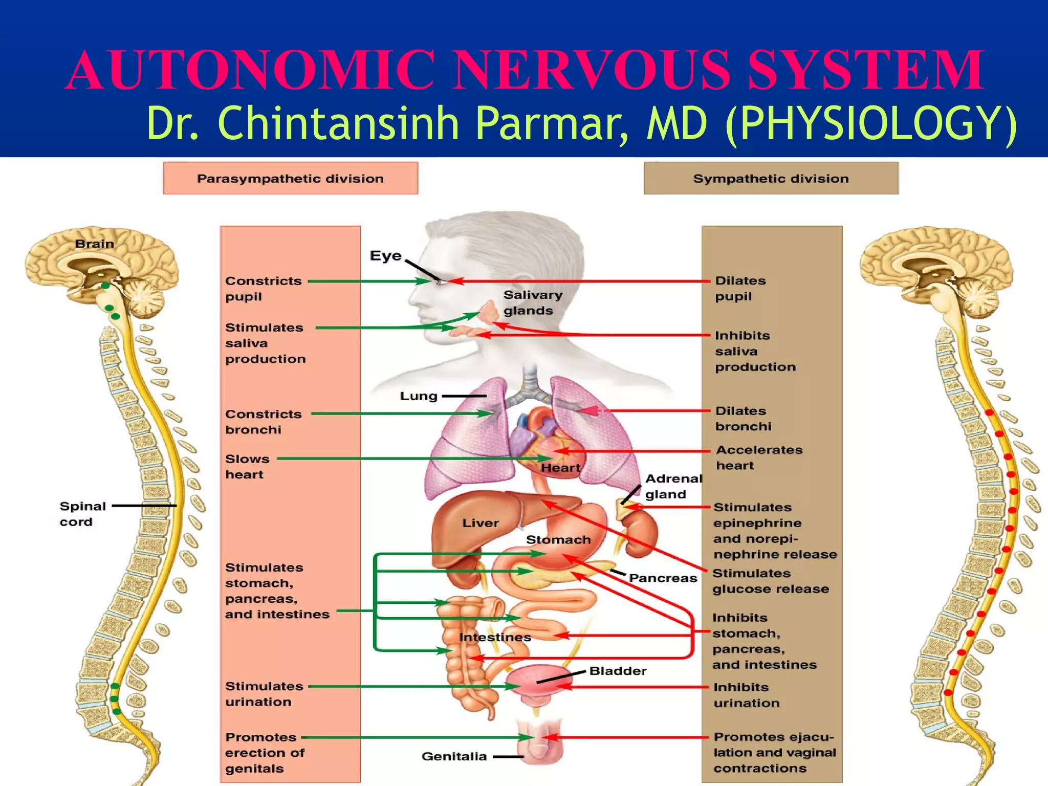 Autonomic nervous system | PPT
