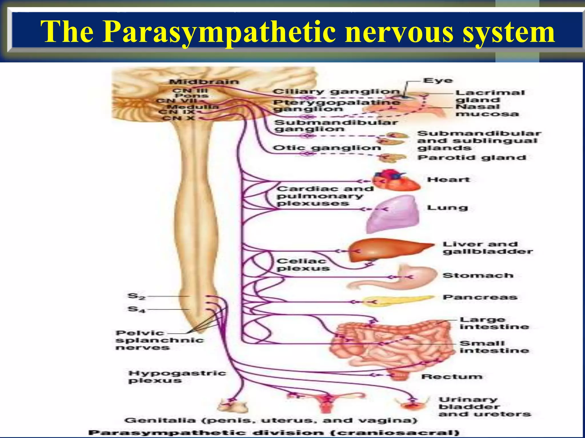 Autonomic nervous system | PPTX