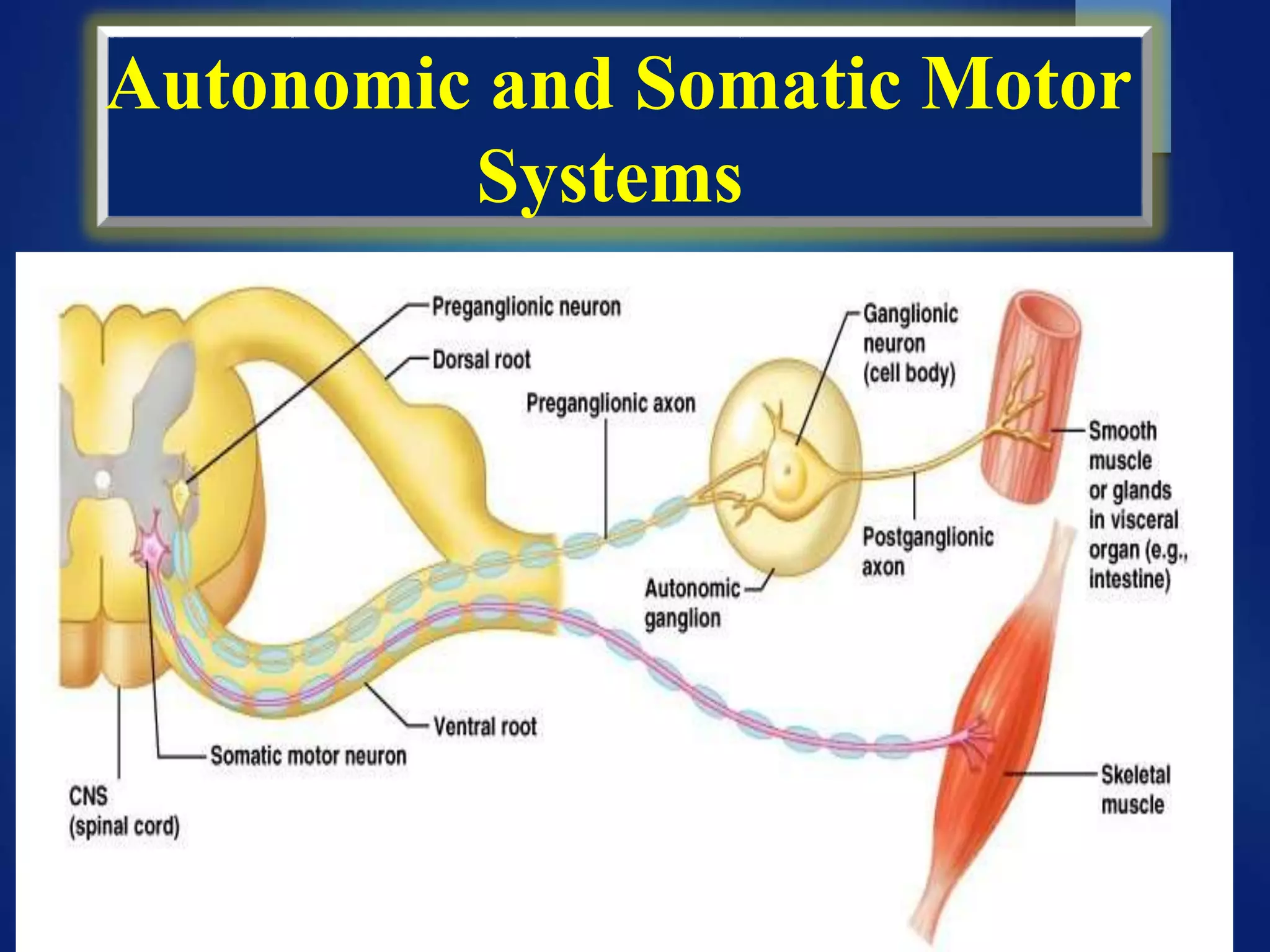 Autonomic nervous system | PPTX