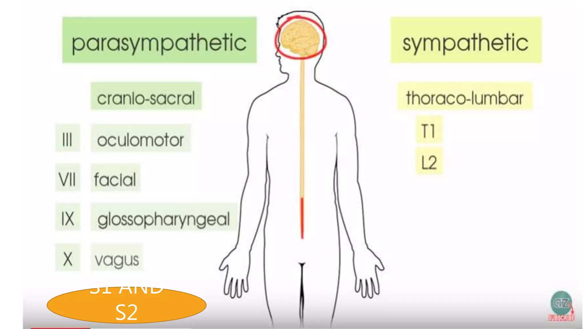 Autonomic nervous system neuroanatomy splanchnic nerves sympathtic and ...