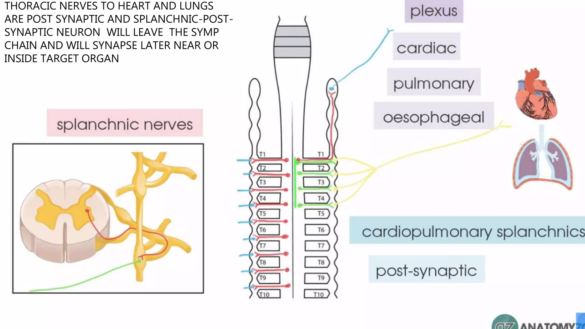 Autonomic nervous system neuroanatomy splanchnic nerves sympathtic and ...