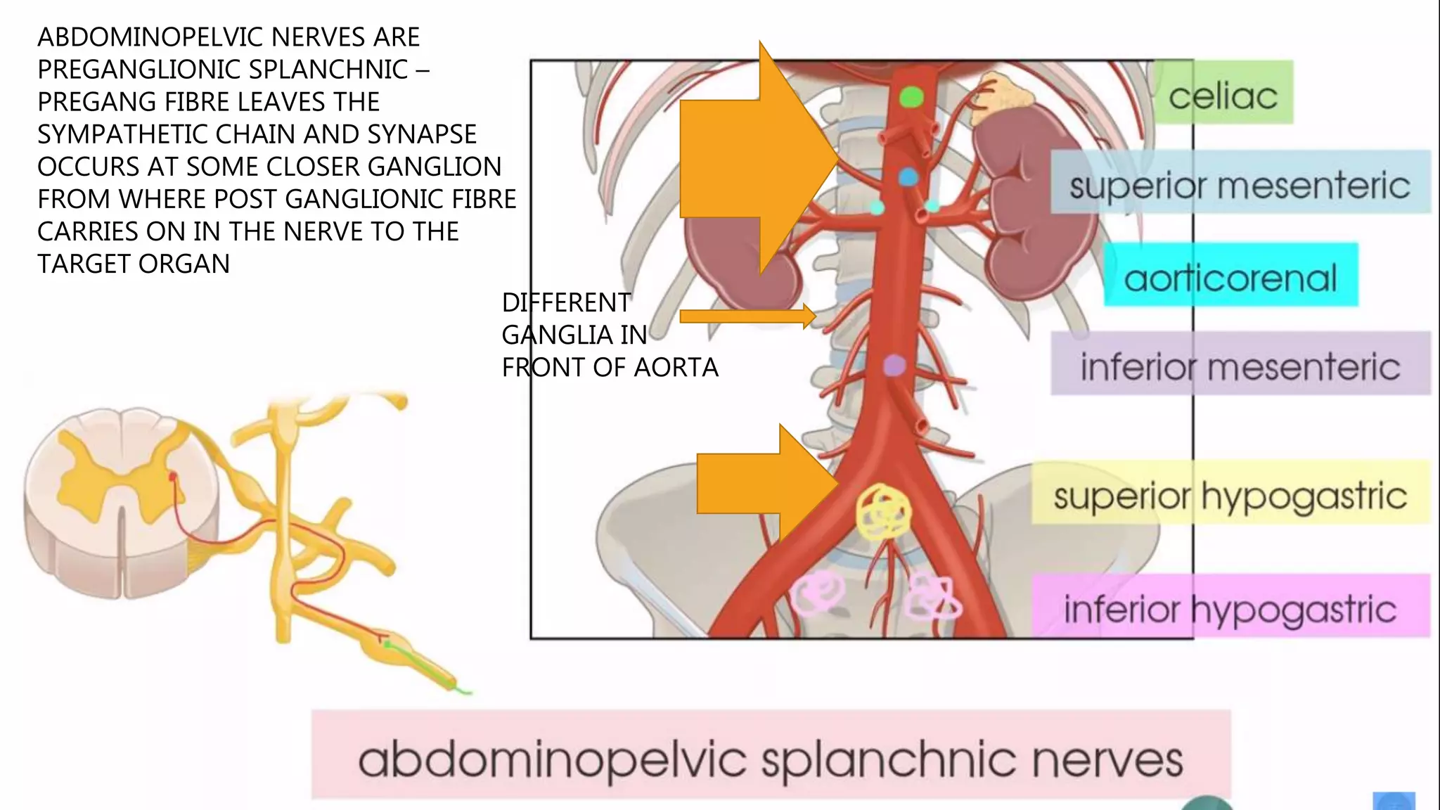 Autonomic nervous system neuroanatomy splanchnic nerves sympathtic and ...