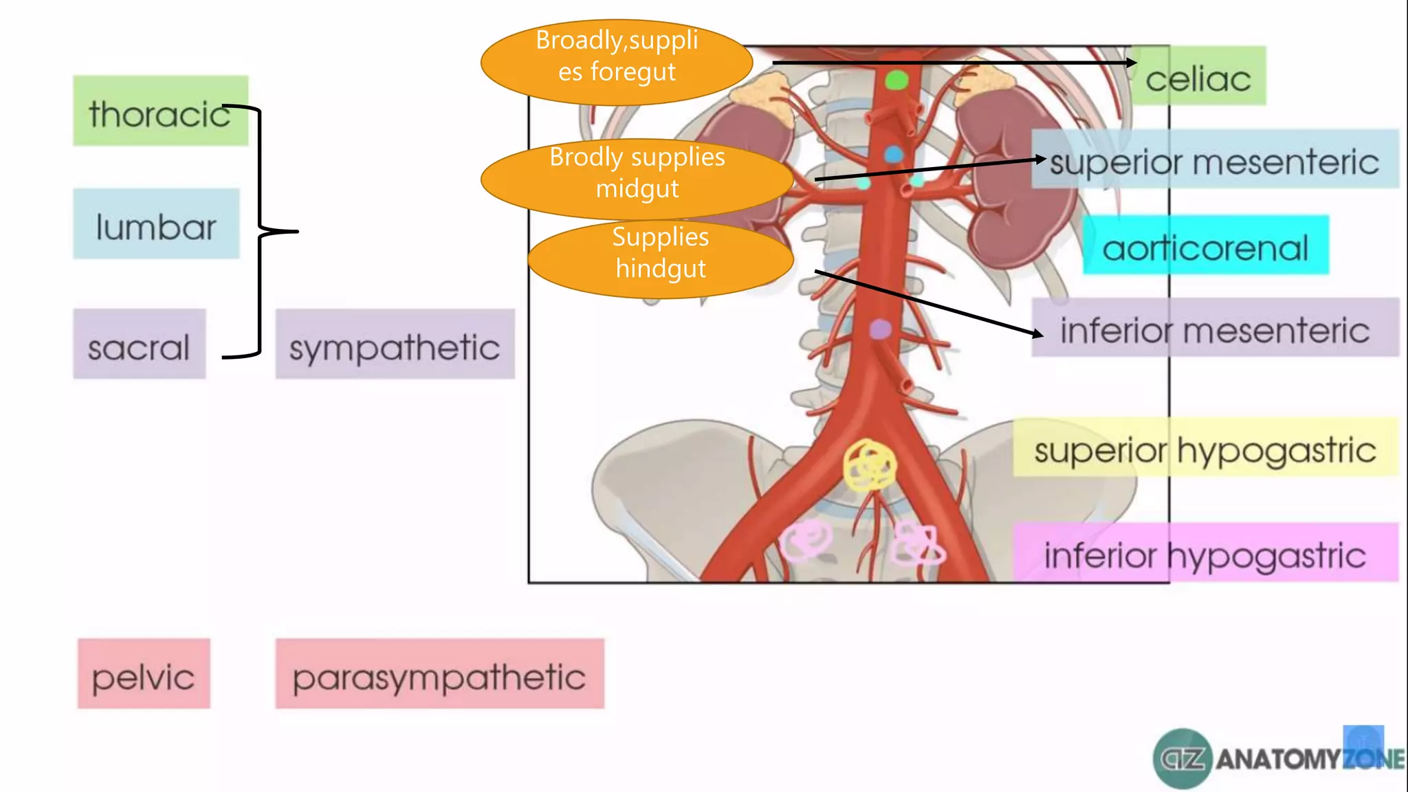 Autonomic nervous system neuroanatomy splanchnic nerves sympathtic and ...