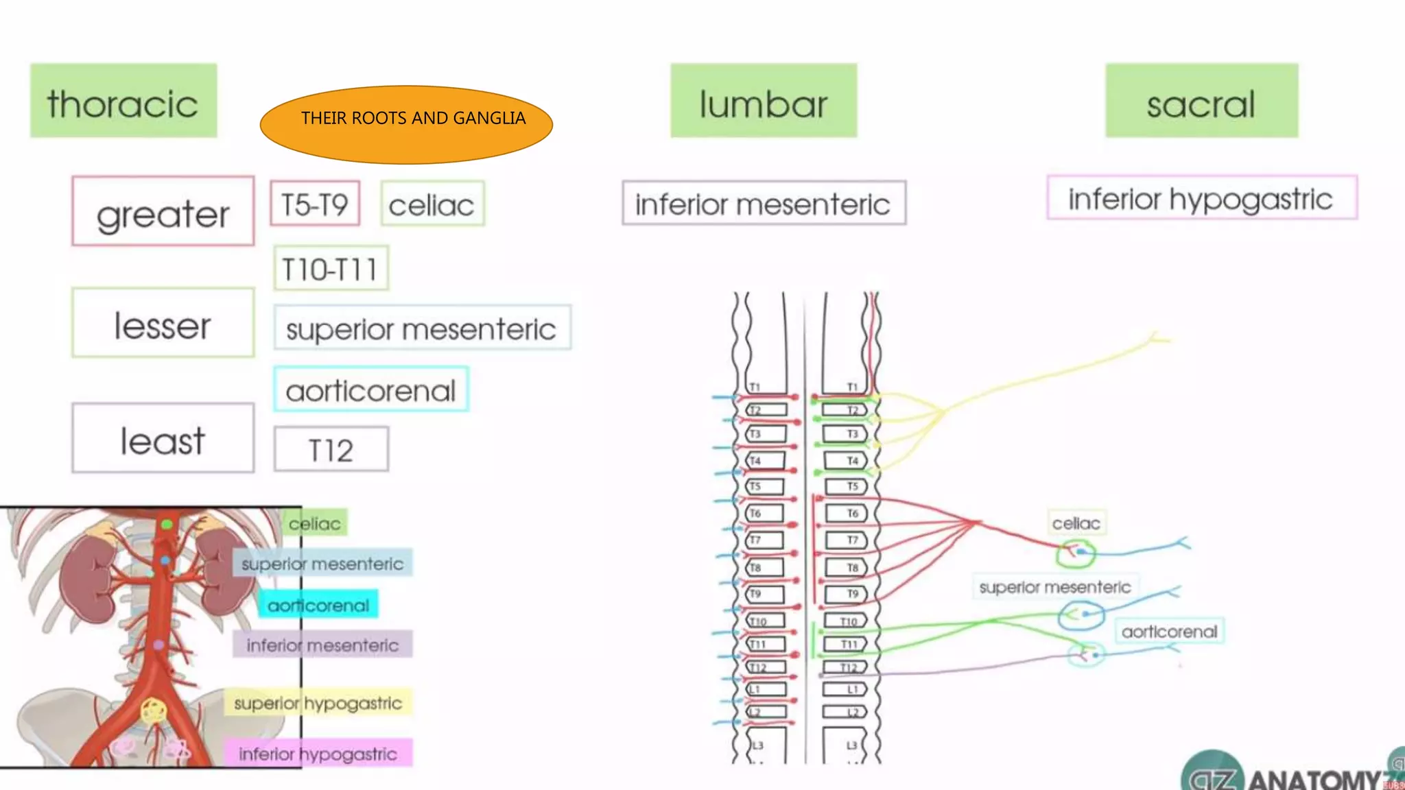 Autonomic nervous system neuroanatomy splanchnic nerves sympathtic and ...