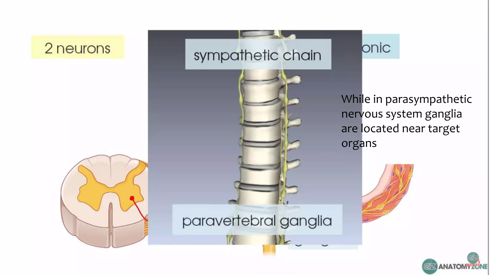 Autonomic nervous system neuroanatomy splanchnic nerves sympathtic and ...