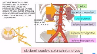Autonomic nervous system neuroanatomy splanchnic nerves sympathtic and ...