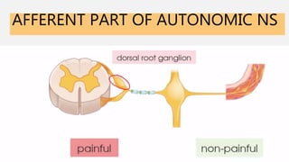 Autonomic nervous system neuroanatomy splanchnic nerves sympathtic and ...