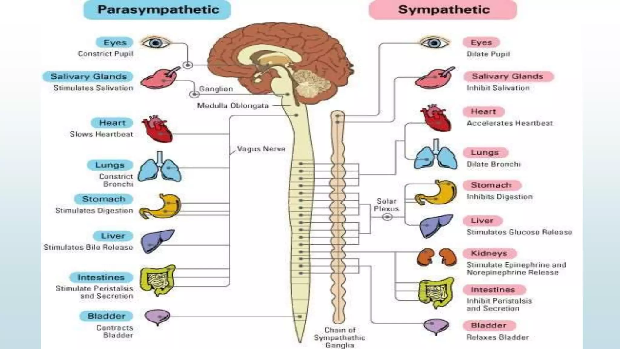 Autonomic nervous system | PPTX