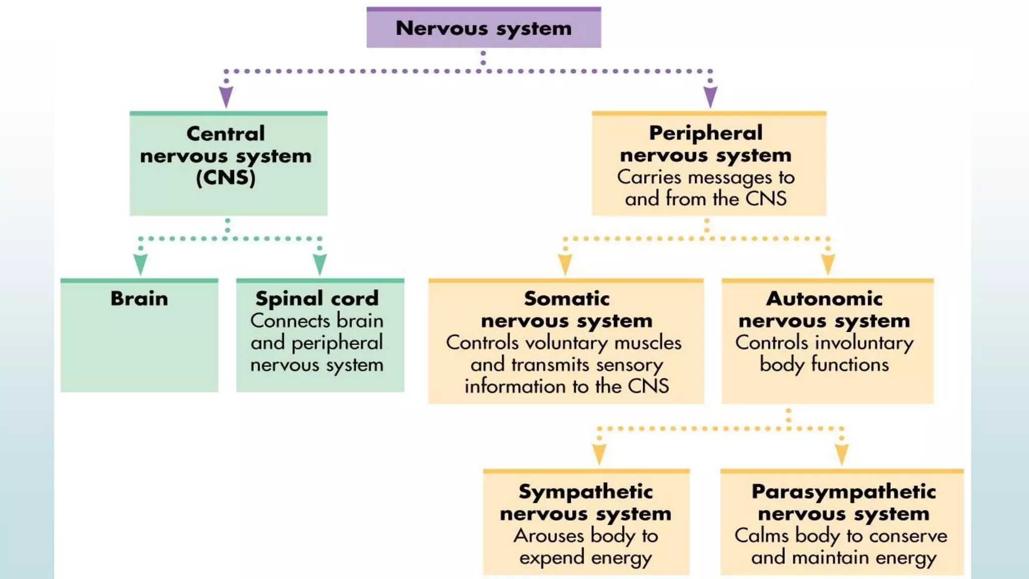 Autonomic nervous system | PPTX