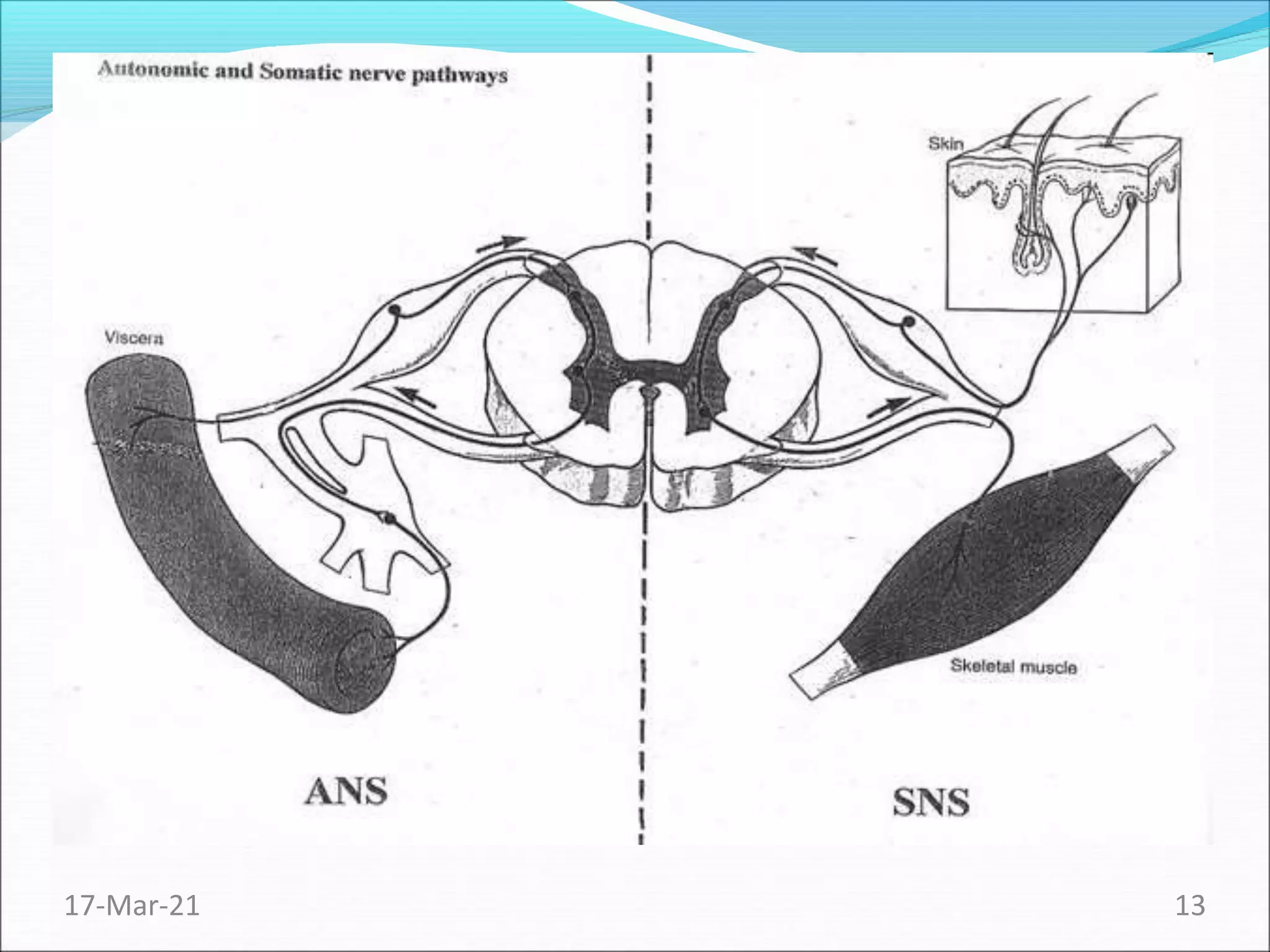 Autonomic nervous system | PPTX