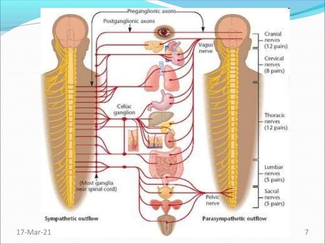 Autonomic nervous system | PPTX