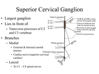 Autonomic nervous system | PPT