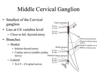 Autonomic nervous system | PPT