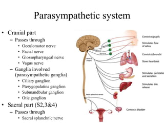 Autonomic nervous system | PDF