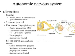 Autonomic nervous system | PPT