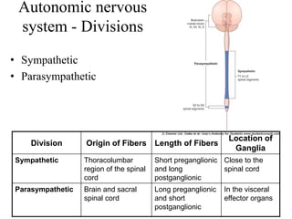 Autonomic nervous system | PPT