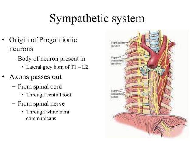 Autonomic nervous system | PPT