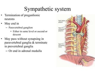Autonomic nervous system | PDF