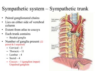 Autonomic nervous system | PPT