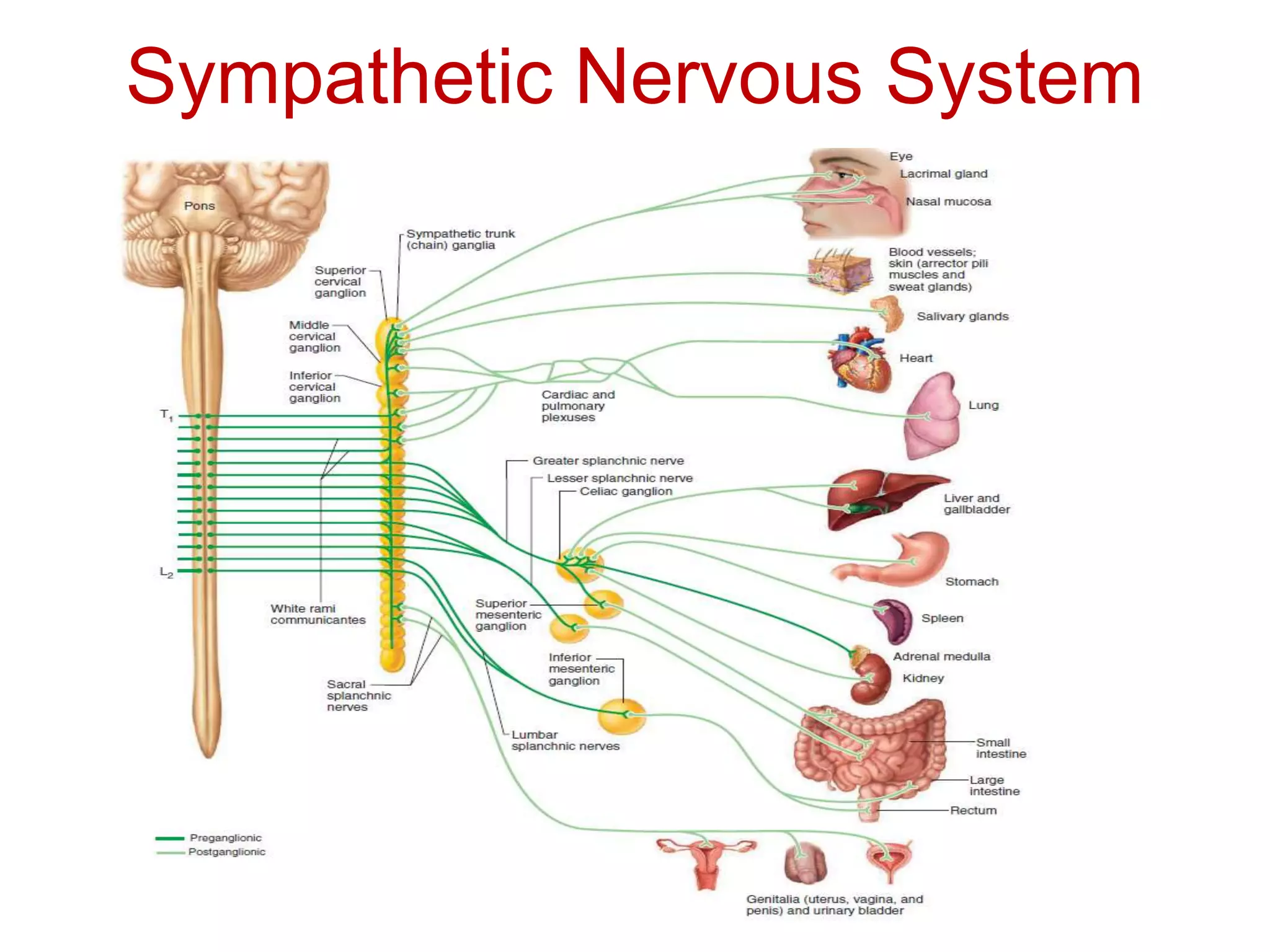 Anatomy & physiology of the Autonomic nervous system | PPTX