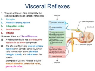 Anatomy & physiology of the Autonomic nervous system | PPTX