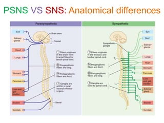 Anatomy & physiology of the Autonomic nervous system | PPT
