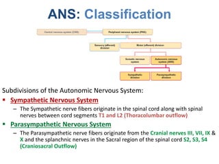 Anatomy & physiology of the Autonomic nervous system | PPT