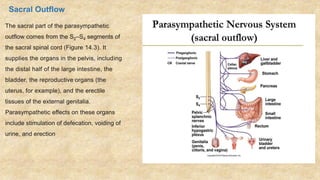 Autonomic nervous system.pptx