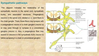 Autonomic nervous system.pptx