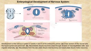 Autonomic nervous system.pptx