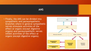 Autonomic Nervous System.pptx