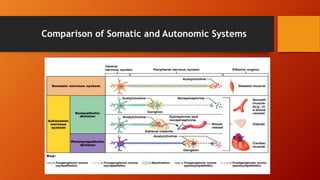 Autonomic Nervous System.pptx