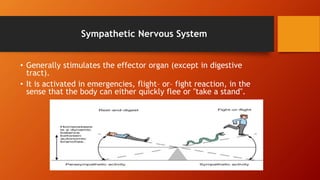 Autonomic Nervous System.pptx