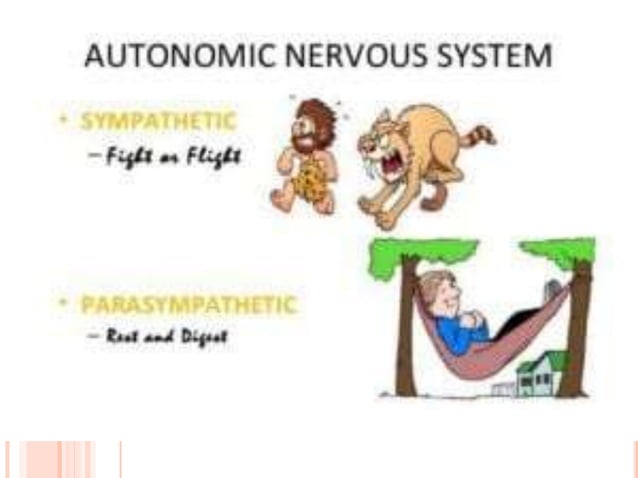 Autonomic nervous system.pptx