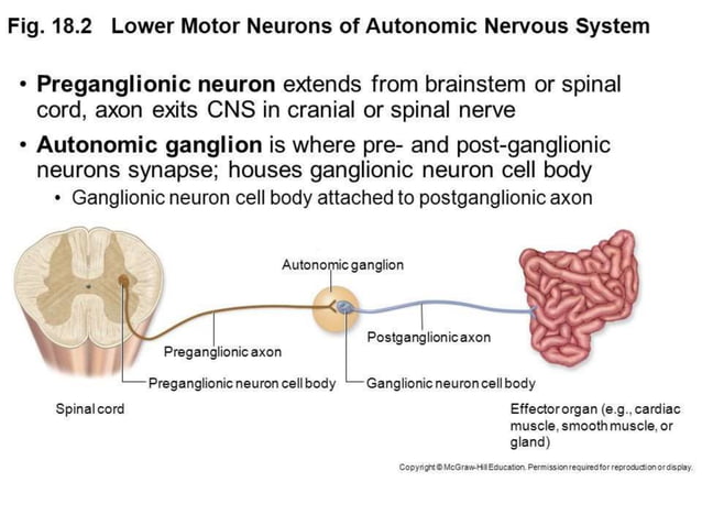 Autonomic nervous system.pptx