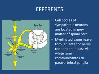 Autonomic Nervous System.pptx