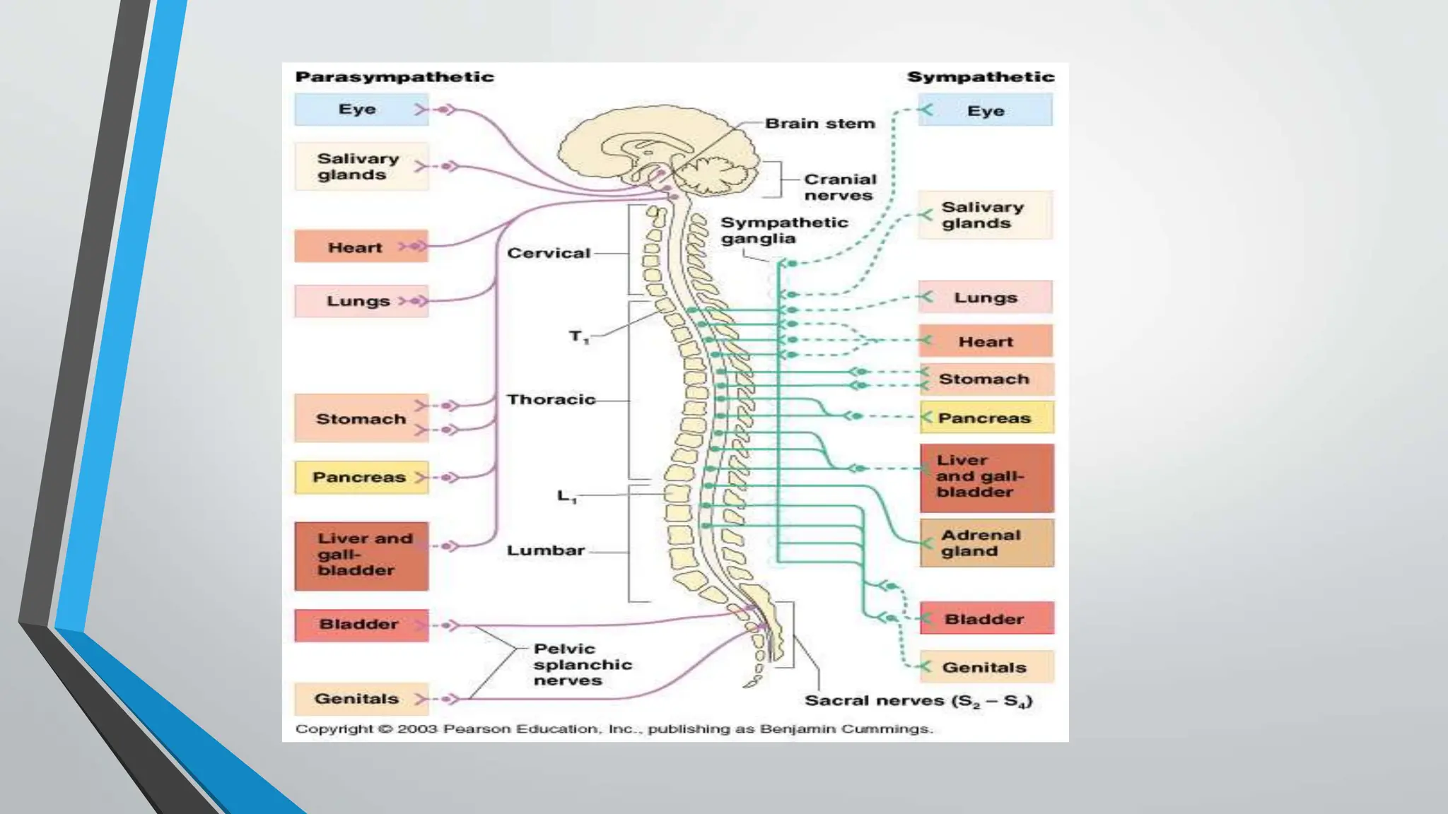 Autonomic nervous system sympathetic and parasympathetic system | PPTX