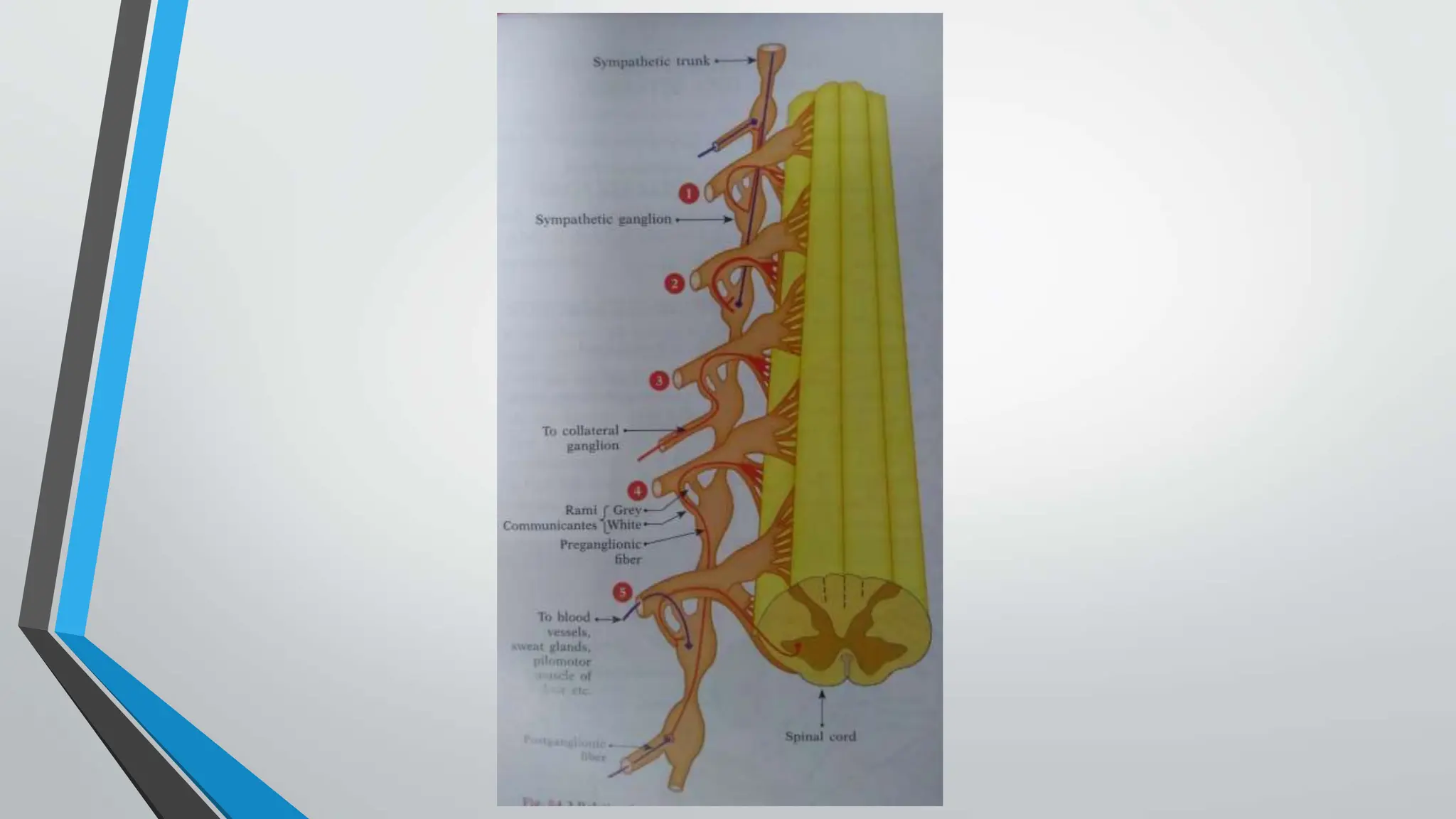 Autonomic nervous system sympathetic and parasympathetic system | PPTX