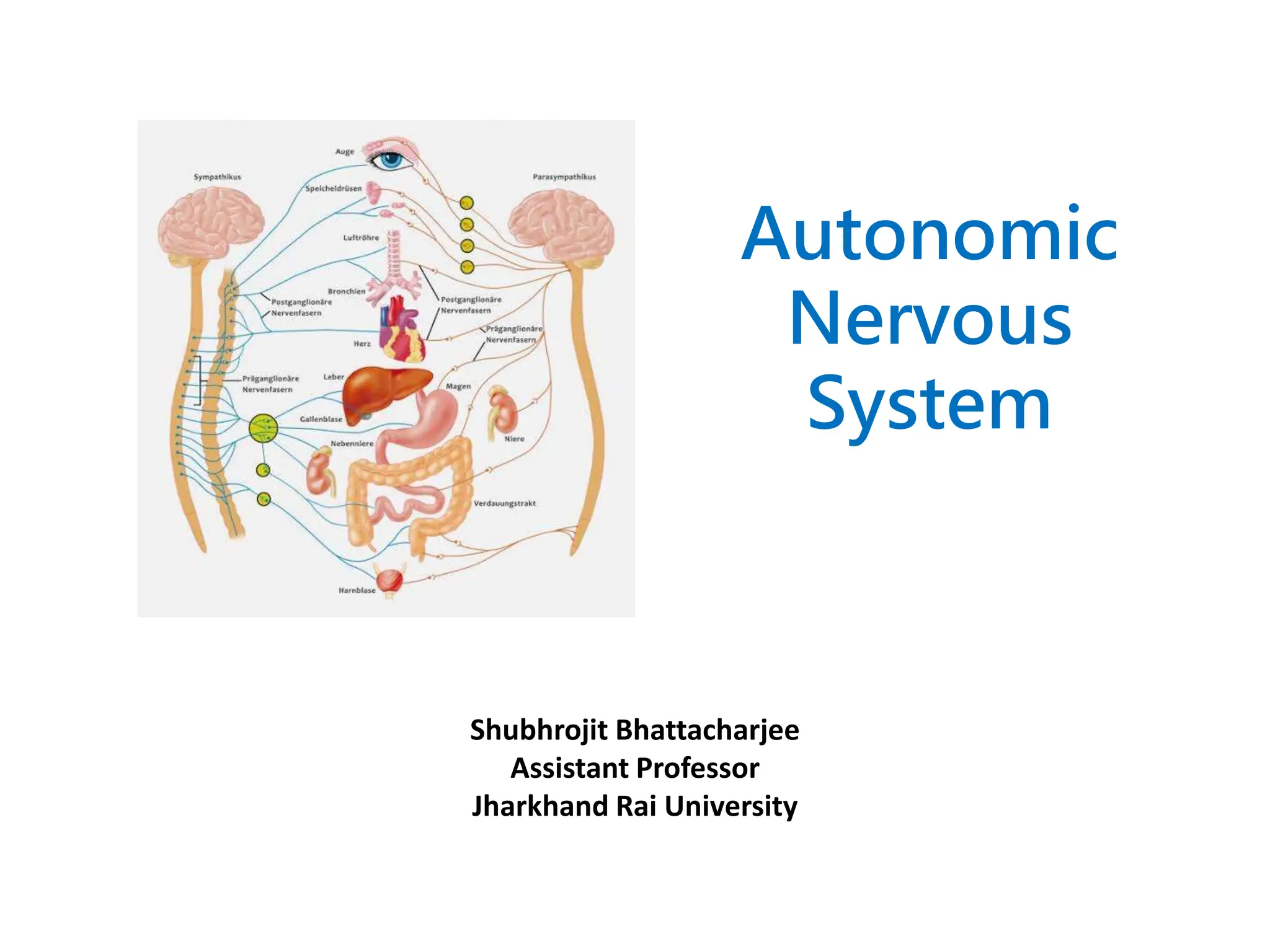 Autonomic Nervous System.pptx by siddharth | PPTX