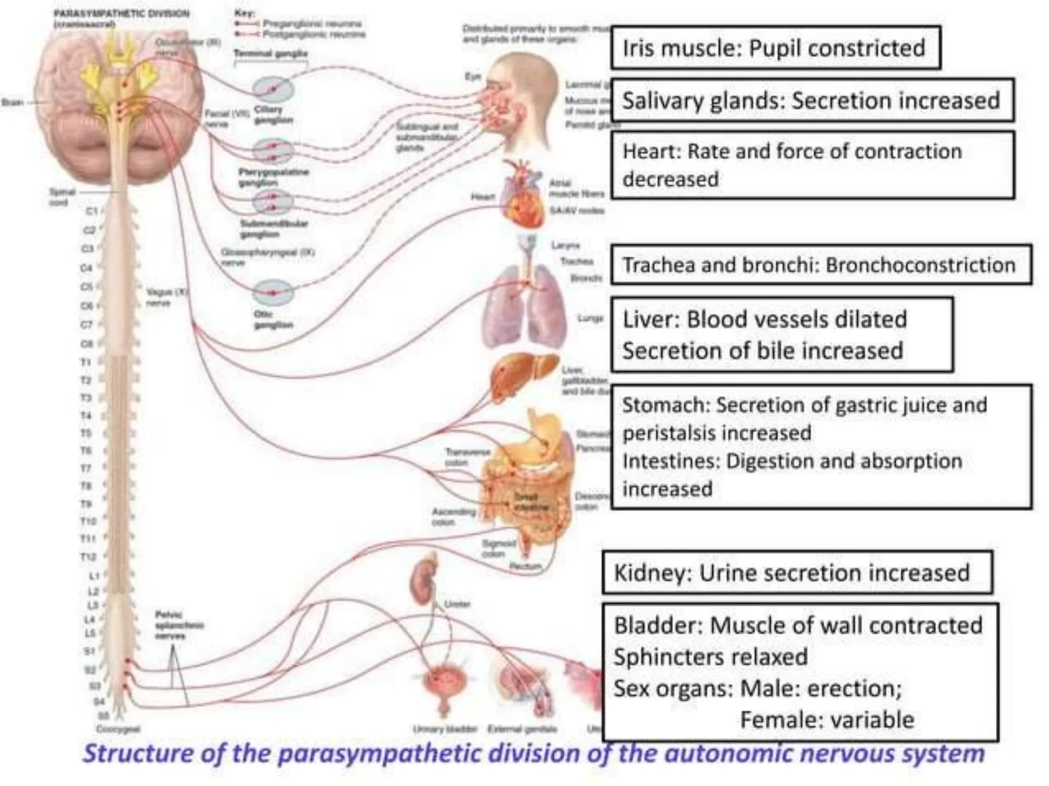 Autonomic Nervous System.pptx by siddharth | PPTX