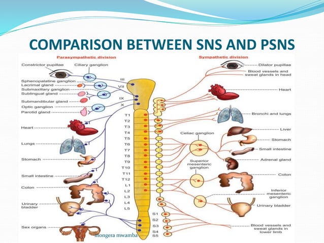 AUTONOMIC NERVOUS SYSTEM SYMPATHETIC & PARASYMPATHETIC | PPTX