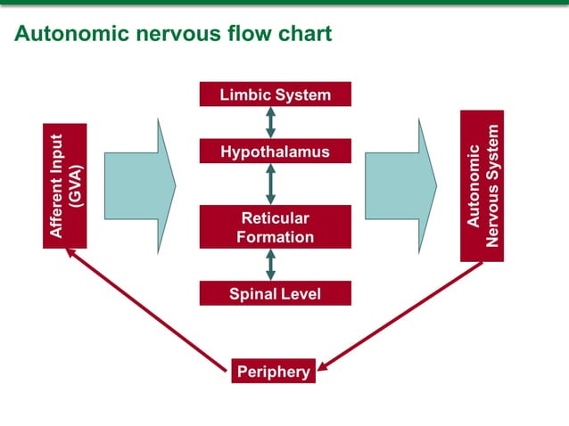 AUTONOMIC NERVOUS SYSTEM PRESENTE BY DM NEUROLOGY .pptx