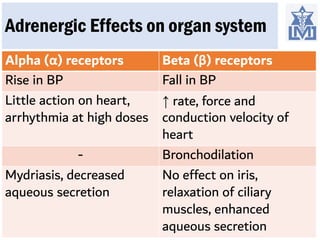 Sympathetic Nervous System Receptors Alpha And Beta